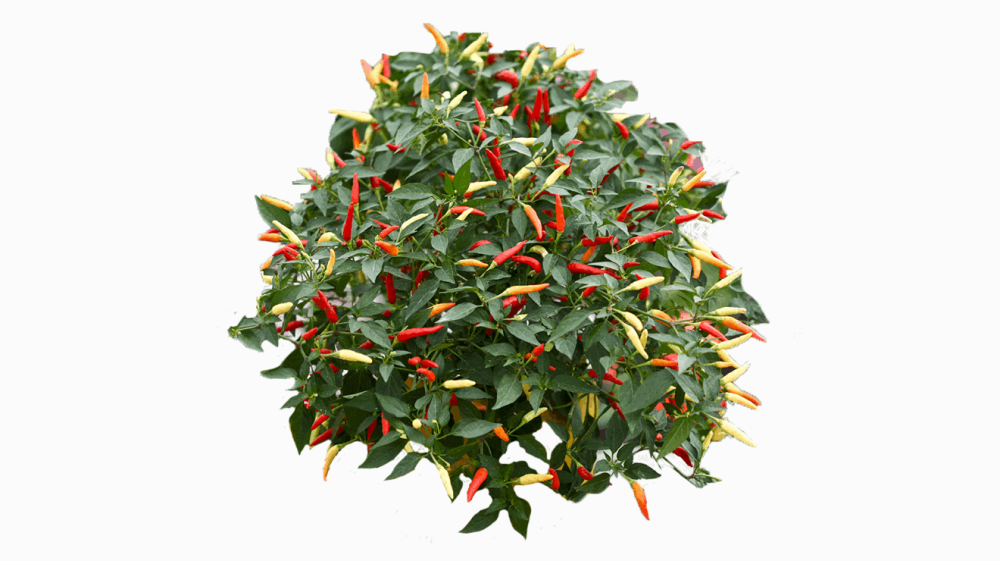Basket Of Fire Hybrid Pepper – Vegehome Pods Info