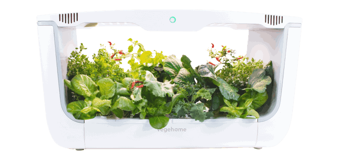 Seed Pods for Planting - Vegehome