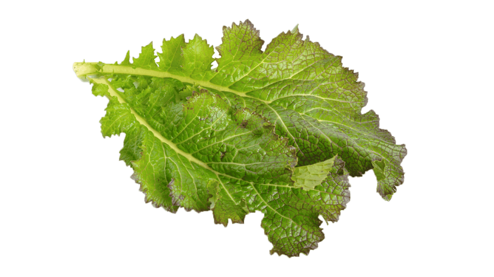Leaf Mustard – Vegehome Pods Info