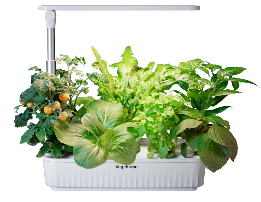 Seed Pods for Planting - Vegehome