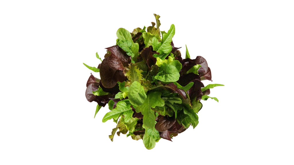 SIMPLY SALAD CITY GARDEN - Vegehome